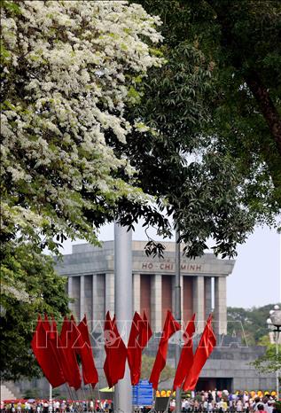 Sua flowers in full bloom on the streets of Hanoi - VNA Photos ...