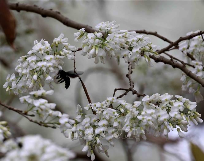 Sua flowers in full bloom on the streets of Hanoi - VNA Photos ...