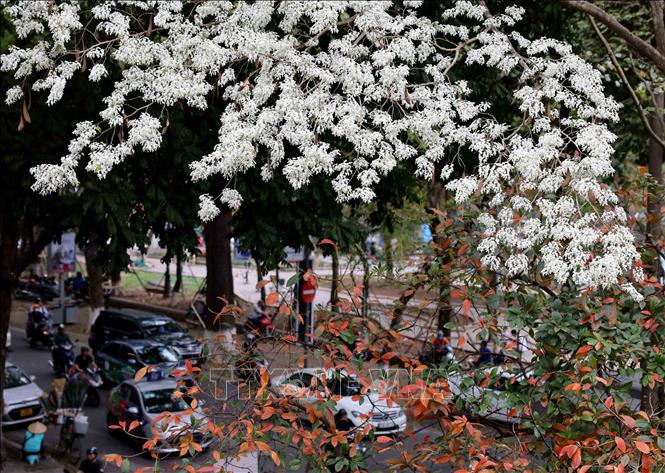 Sua flowers in full bloom on the streets of Hanoi - VNA Photos ...