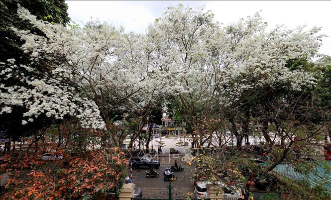 Sua flowers in full bloom on the streets of Hanoi - VNA Photos ...