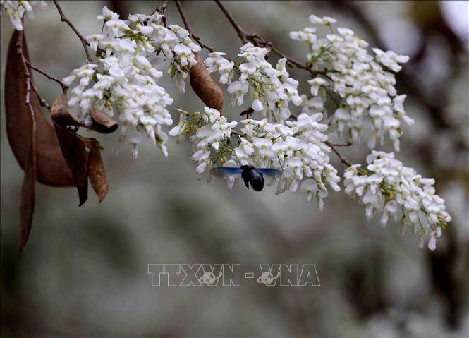 Sua flowers in full bloom on the streets of Hanoi - VNA Photos ...