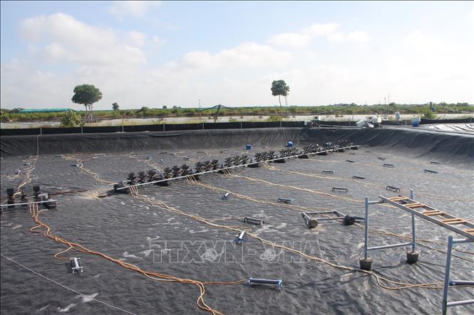 Bac Lieu develops shrimp value chain with hi-tech farming models - VNA ...