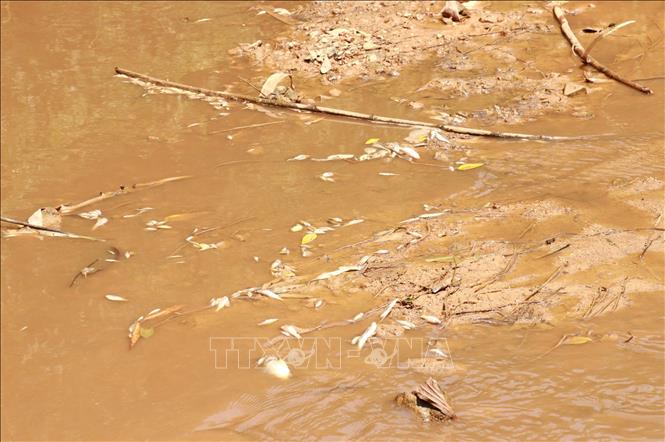 Cá chết hàng loạt ở khe Rào Trường (Quảng Trị) - Ảnh thời sự trong nước ...