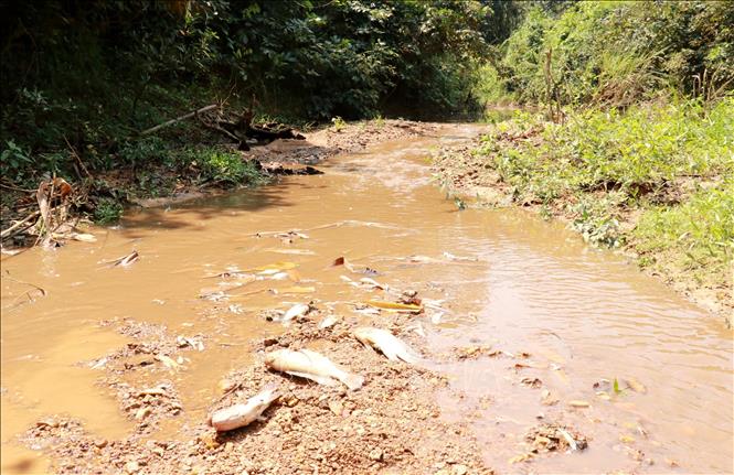 Cá chết hàng loạt ở khe Rào Trường (Quảng Trị) - Ảnh thời sự trong nước ...