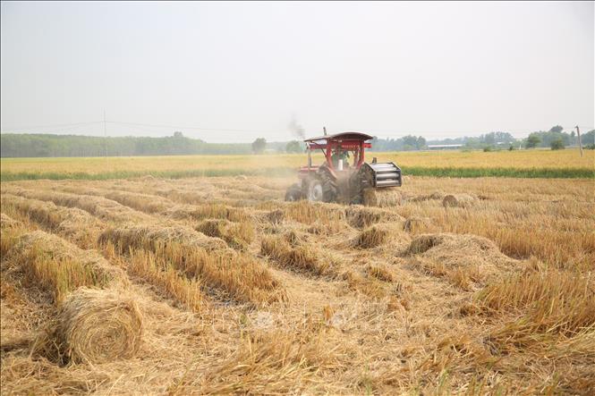 Tay Ninh farmers gain benefits from rice straw rolls - VNA Photos ...