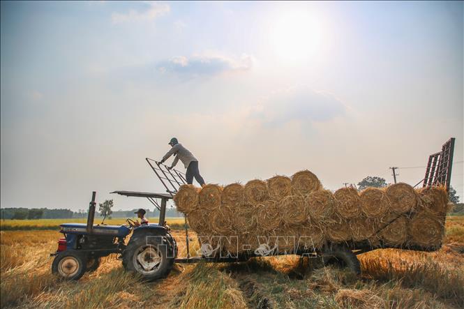 Tay Ninh farmers gain benefits from rice straw rolls - VNA Photos ...