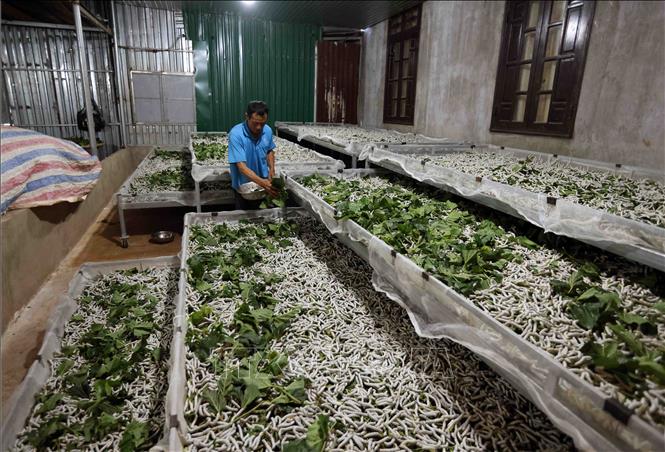 Lam Dong targets sustainable sericulture sector - VNA Photos - Vietnam ...