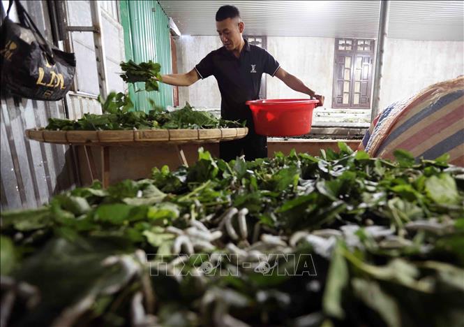 Lam Dong targets sustainable sericulture sector - VNA Photos - Vietnam ...
