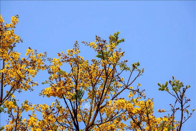 Vẻ đẹp quyến rũ của hoa Lim xẹt trên bán đảo Sơn Trà (Đà Nẵng) - Ảnh ...