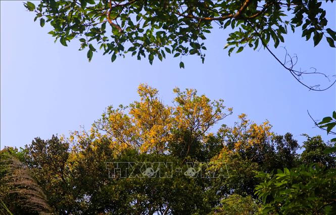 Vẻ đẹp quyến rũ của hoa Lim xẹt trên bán đảo Sơn Trà (Đà Nẵng) - Ảnh ...