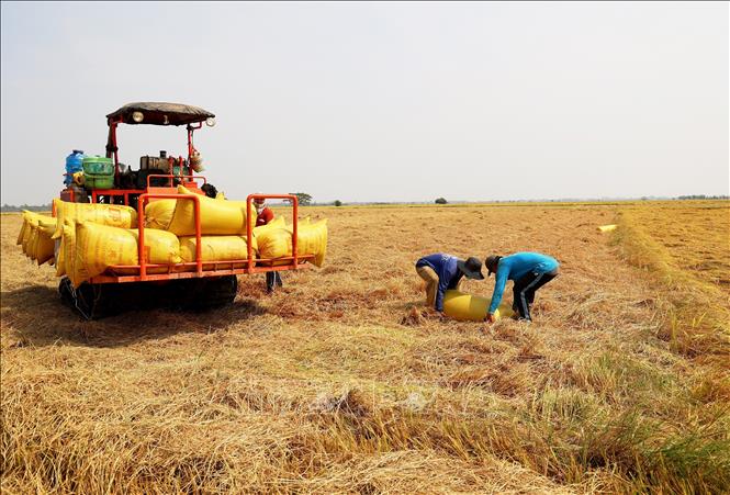 Vietnam earns 1.43 billion USD from rice exports in Q1 - VNA Photos ...