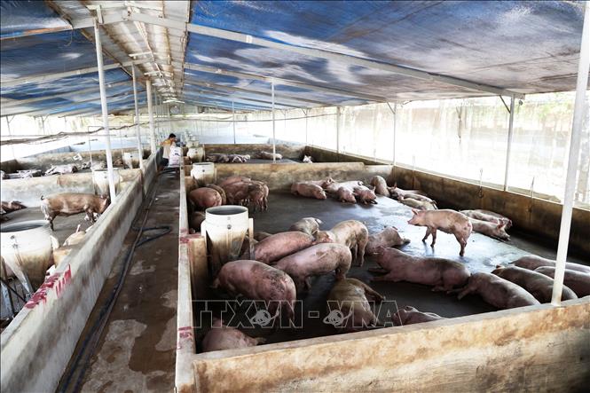 Đồng Nai phát triển chăn nuôi heo theo hướng bền vững - Ảnh thời sự ...