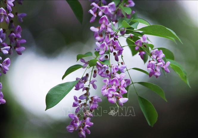 Than mat flower season adds colours to Son Tra peninsula - VNA Photos ...