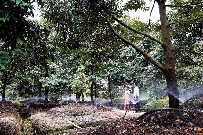 Vietnam's durian exports to China boom in Q1 - VNA Photos - Vietnam ...