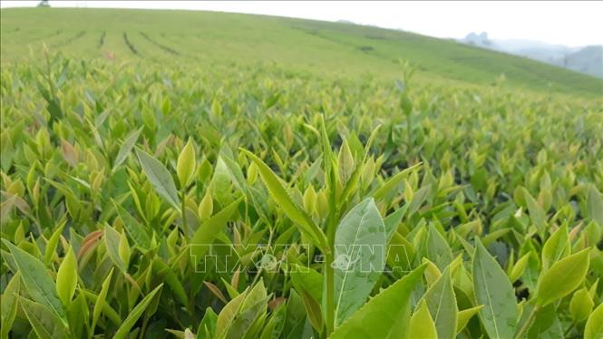 Yên Bái tái cơ cấu, nâng cao giá trị sản phẩm chè - Ảnh thời sự trong ...
