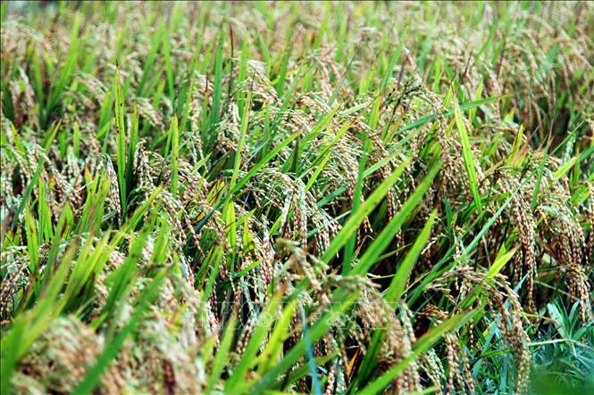 Winter - spring rice brings bumper harvest to Quang Binh farmers - VNA ...