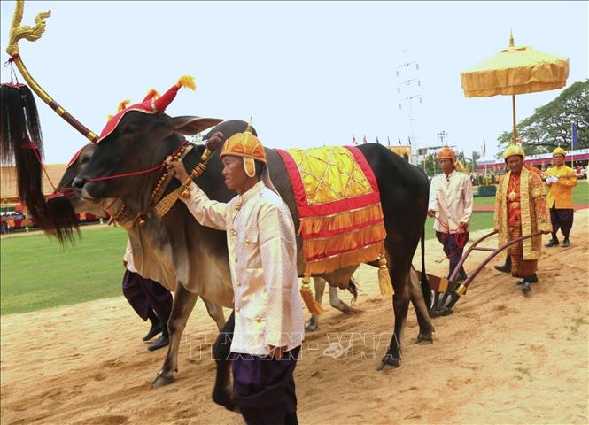 Campuchia khai hội Tịch điền năm 2024 - Ảnh thời sự quốc tế - Văn hóa ...