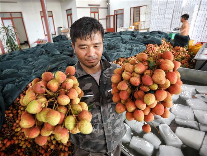 Bac Giang harvests early-ripening lychees - VNA Photos - Vietnam News ...