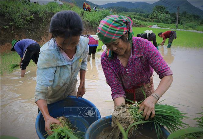 Crop planting season in Lai Chau province - a must-see wonder - VNA ...