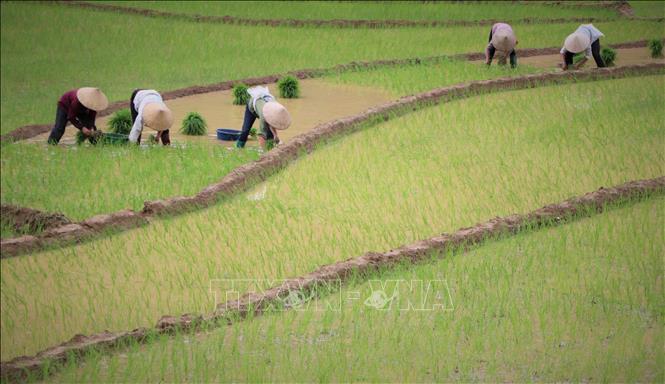 Crop planting season in Lai Chau province - a must-see wonder - VNA ...