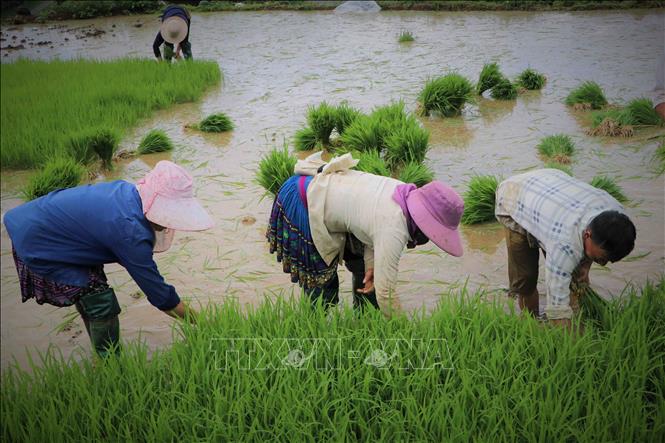 Crop planting season in Lai Chau province - a must-see wonder - VNA ...