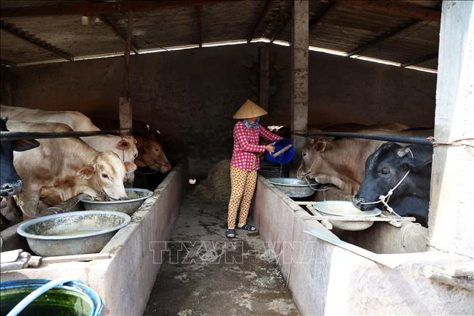 Circular economy seen as lifeline for Mekong Delta's agriculture - VNA ...