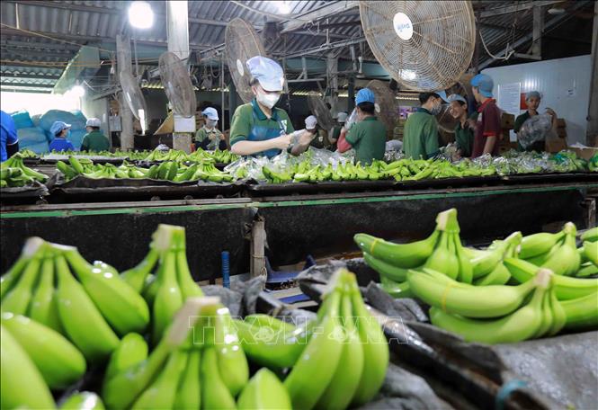 Circular economy seen as lifeline for Mekong Delta's agriculture - VNA ...