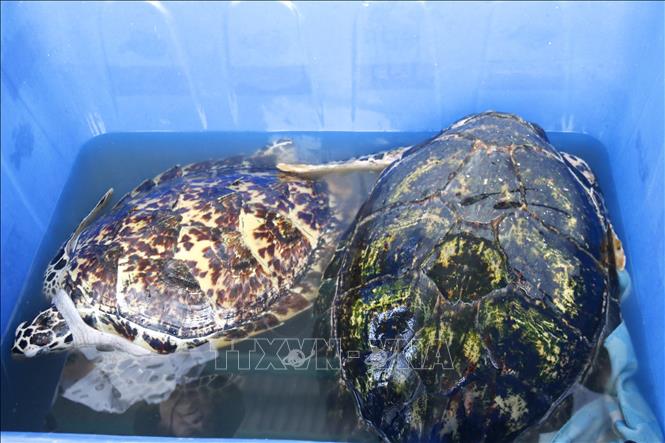 Rare sea turtles released to nature - VNA Photos - Vietnam News Agency ...