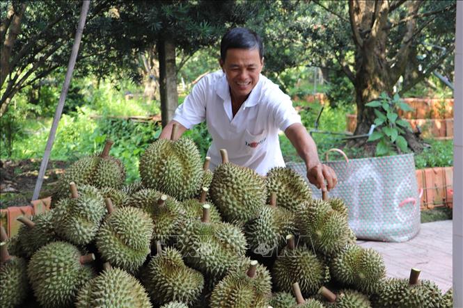 Tien Giang aims to get production codes for more fruit growing areas ...