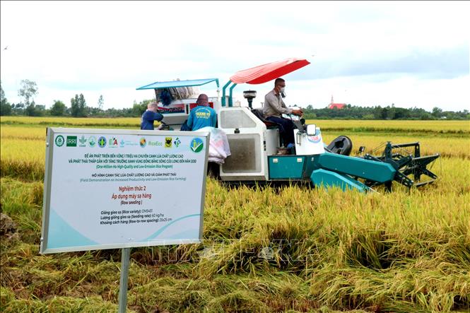 Can Tho begins harvesting 1st season of high-quality, low-emission rice ...