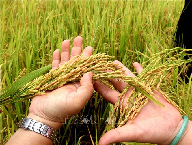 Can Tho begins harvesting 1st season of high-quality, low-emission rice ...