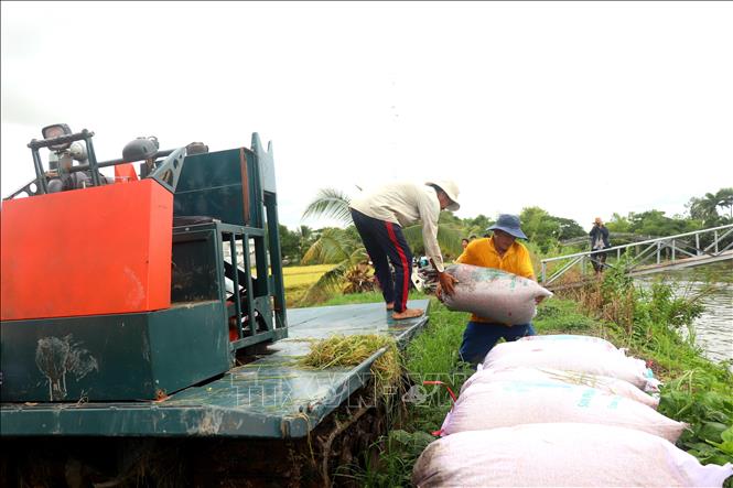Can Tho begins harvesting 1st season of high-quality, low-emission rice ...