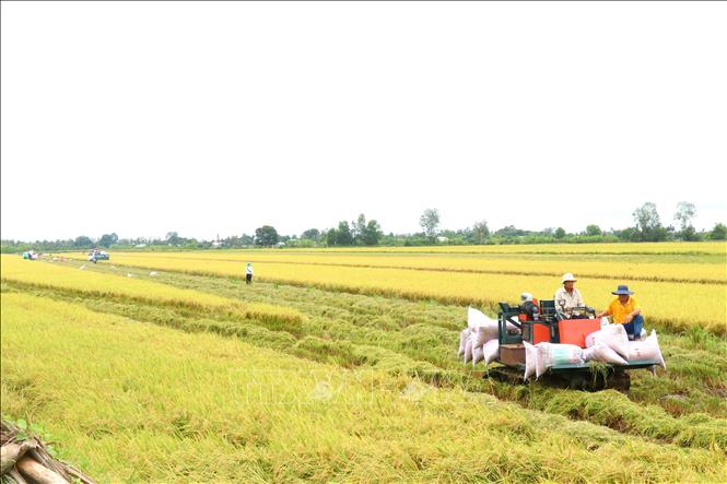 Can Tho begins harvesting 1st season of high-quality, low-emission rice ...