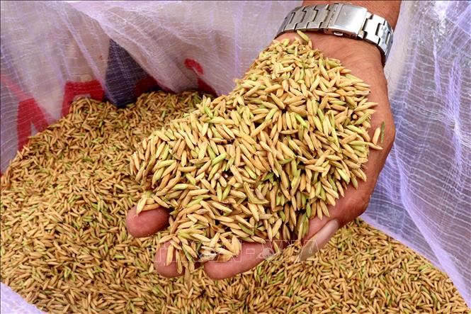 Can Tho begins harvesting 1st season of high-quality, low-emission rice ...