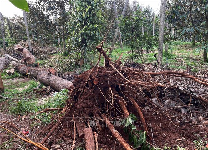 Mưa lớn kèm lốc xoáy gây nhiều thiệt hại về nhà cửa, cây trồng tại Đắk ...