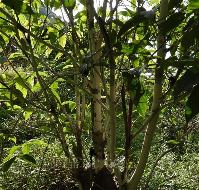 Pu Luong Nature Reserve develops three rare plant species - VNA Photos ...