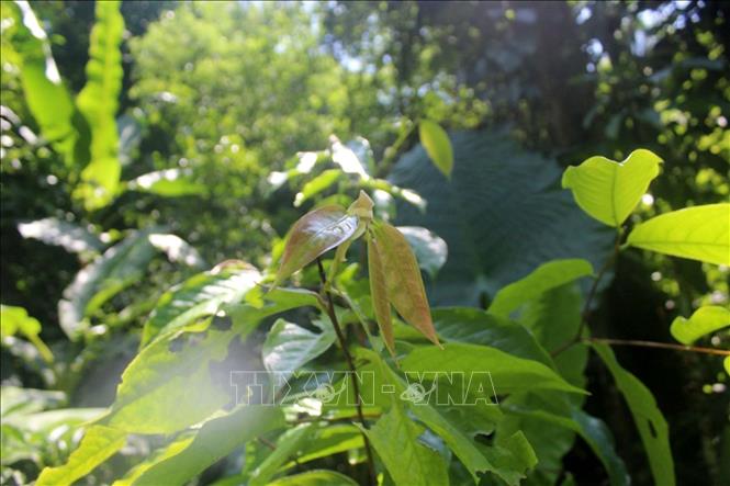 Pu Luong Nature Reserve develops three rare plant species - VNA Photos ...
