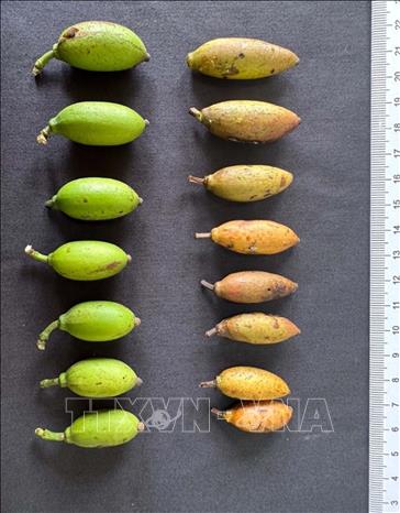 Pu Luong Nature Reserve develops three rare plant species - VNA Photos ...