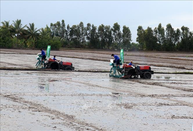 Kiên Giang sản xuất lúa vụ Thu Đông 2024 - Ảnh thời sự trong nước ...