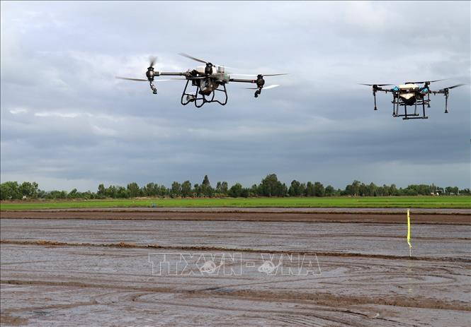 Kiên Giang sản xuất lúa vụ Thu Đông 2024 - Ảnh thời sự trong nước ...