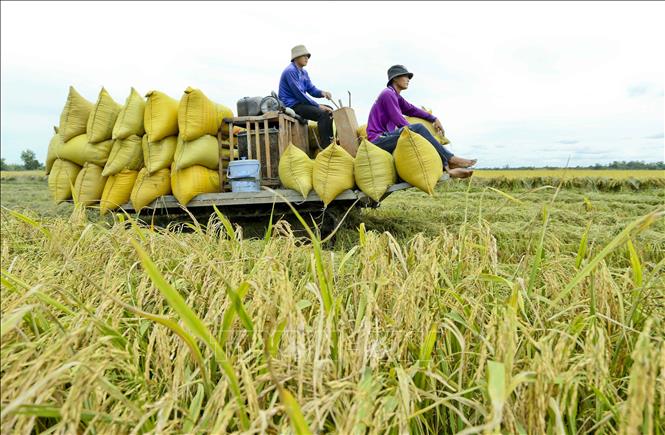 Hau Giang farmers earn extra profit from smart rice cultivation - VNA Photos - Vietnam News ...