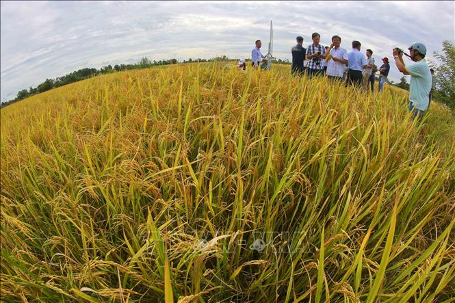 Hau Giang farmers earn extra profit from smart rice cultivation - VNA ...