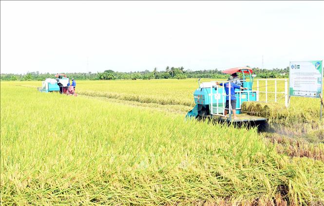 Sơ kết 7 mô hình thí điểm lúa chất lượng cao phát thải thấp tại vùng ...