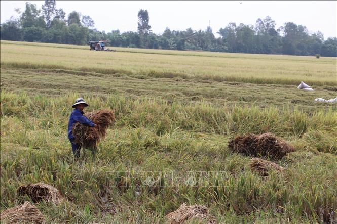 Mưa lũ ảnh hưởng thu hoạch lúa Hè Thu ở Tiền Giang - Ảnh thời sự trong ...