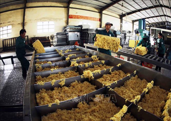 Vietnam's rubber exports reach 1.7 billion USD in eight months - VNA ...