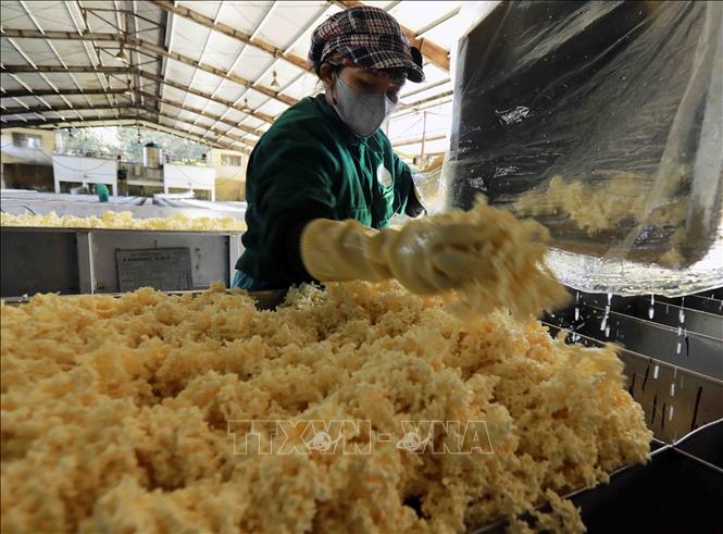 Vietnam's rubber exports reach 1.7 billion USD in eight months - VNA ...