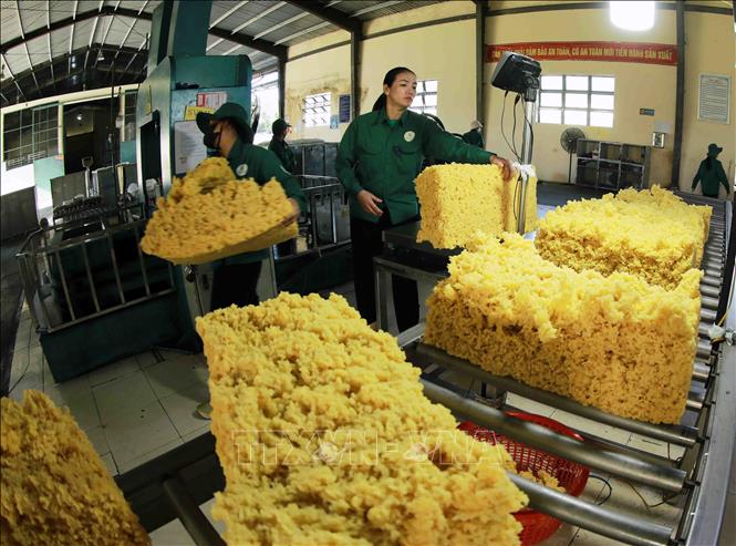 Vietnam's rubber exports reach 1.7 billion USD in eight months - VNA ...