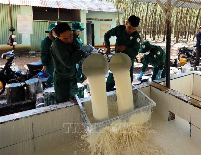 Vietnam's rubber exports reach 1.7 billion USD in eight months - VNA ...