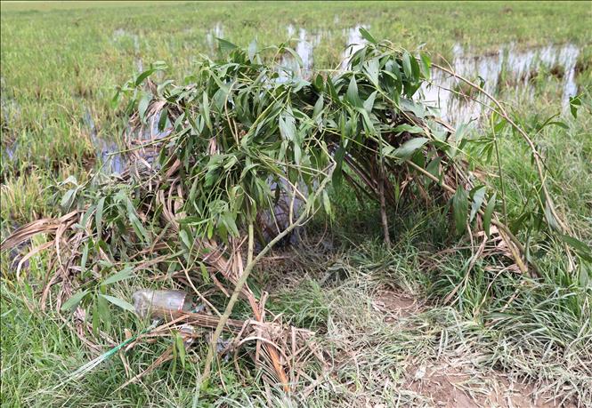 Cần ngăn chặn tình trạng bẫy, bắt chim hoang dã, di cư mùa mưa bão theo ...