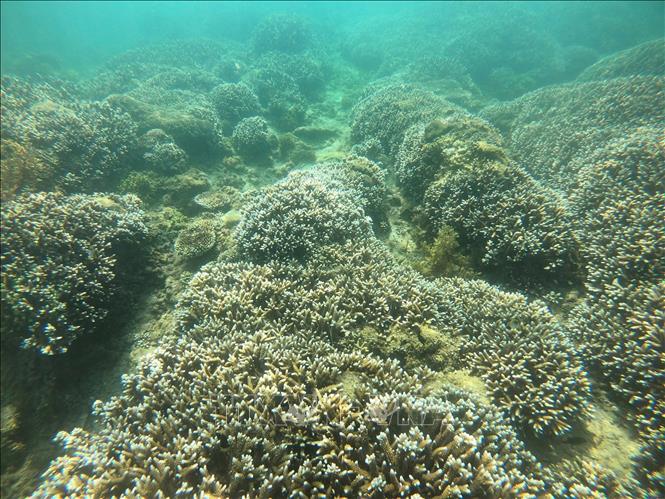 Nha Trang bay marine ecosystem records positive recovery - VNA Photos ...
